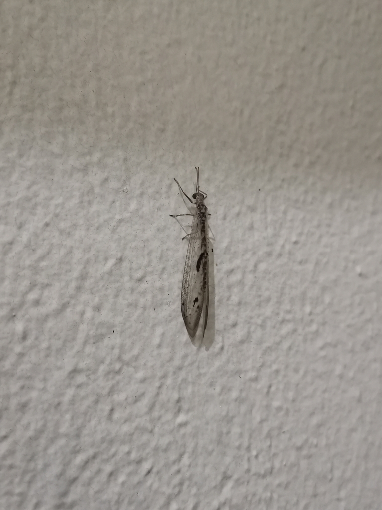 Indophanes fuscilomus from หนองมะค่า อำเภอแก่งกระจาน เพชรบุรี 76170 ...