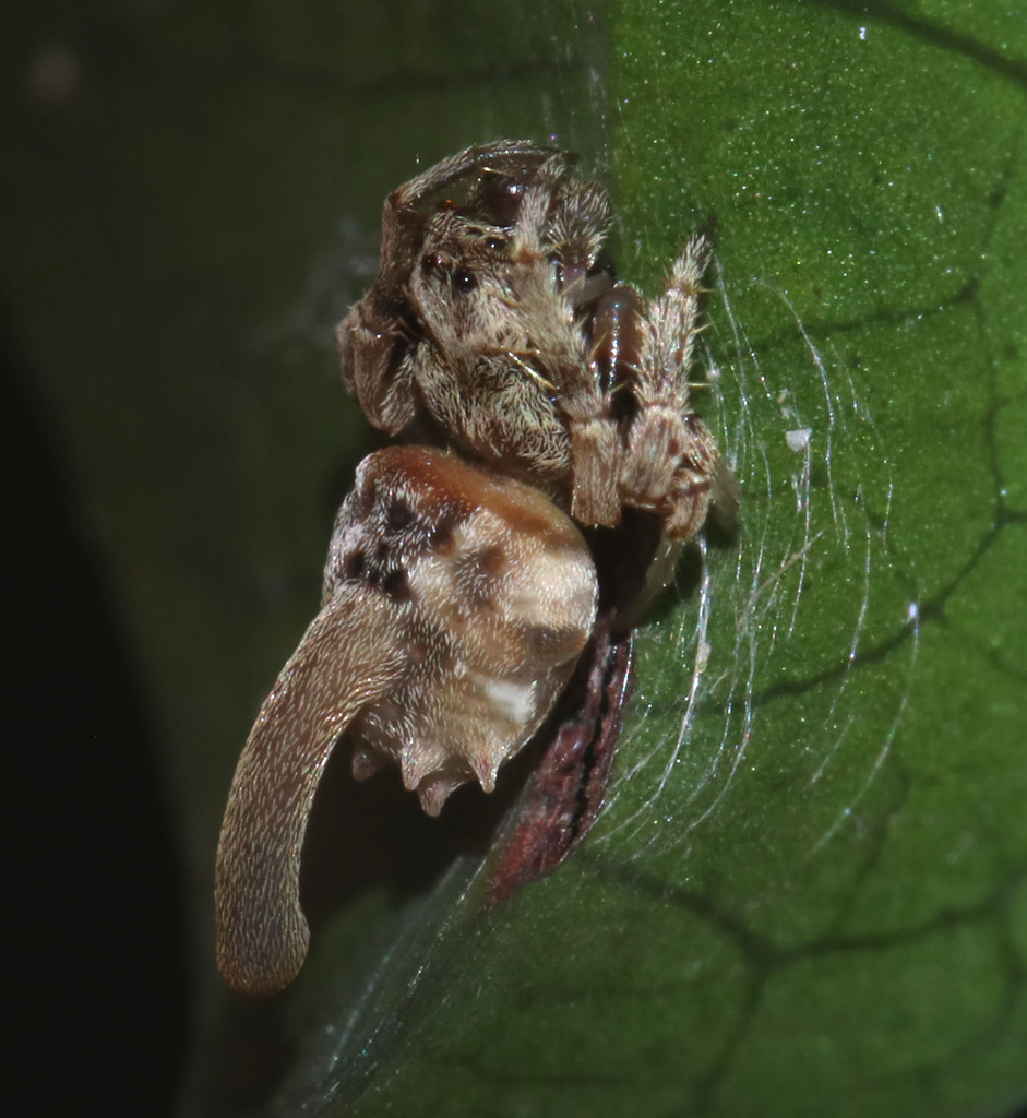 Triangular Spiders in February 2025 by Julie Newton · iNaturalist