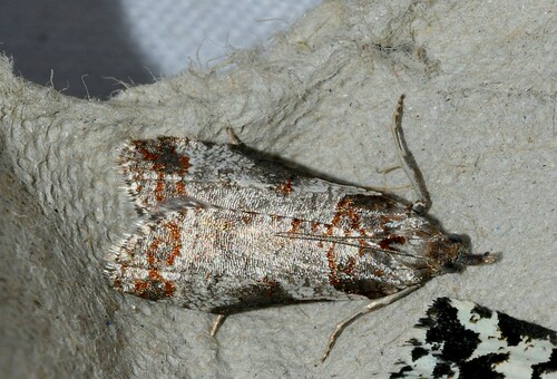 Arotrophora euides · iNaturalist United Kingdom