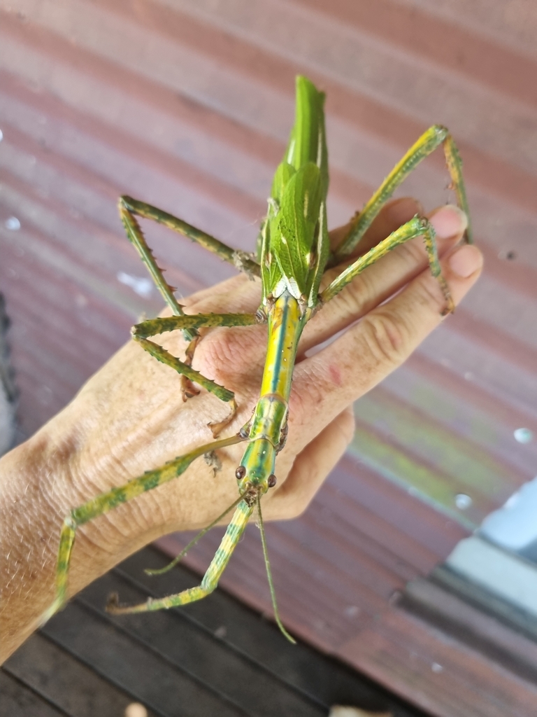Goliath Stick Insect from Ewingar NSW 2469, Australia on February 15 ...