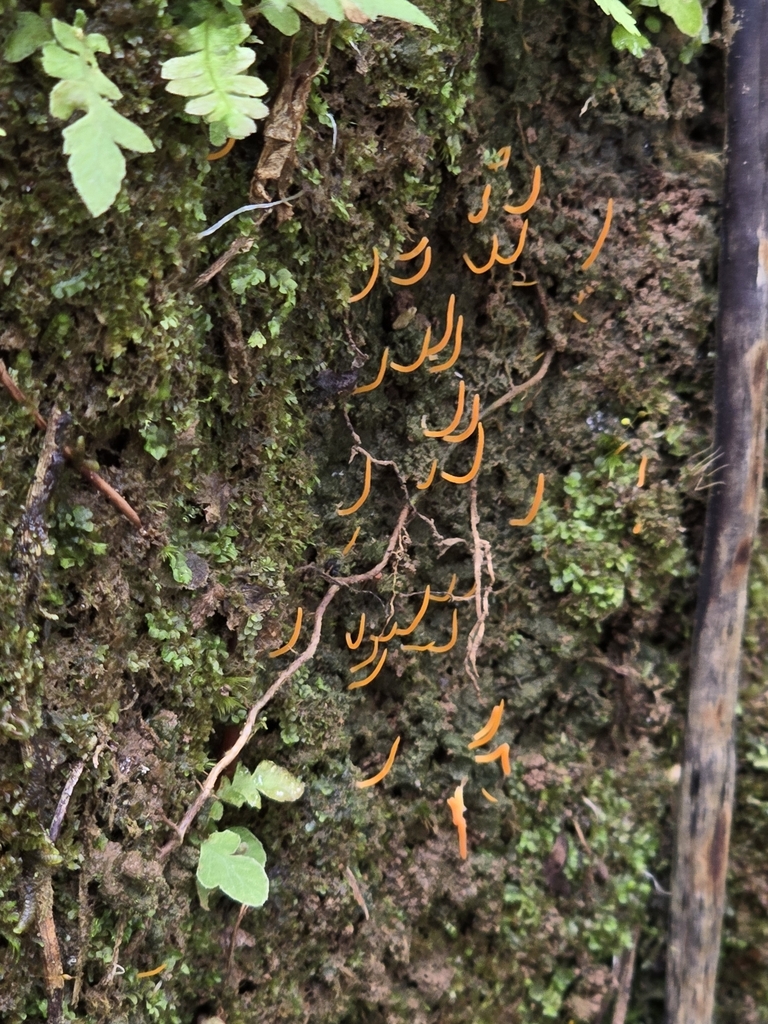 Sulzbacheromyces from Pomona, Ecuador on February 14, 2025 at 02:27 PM ...