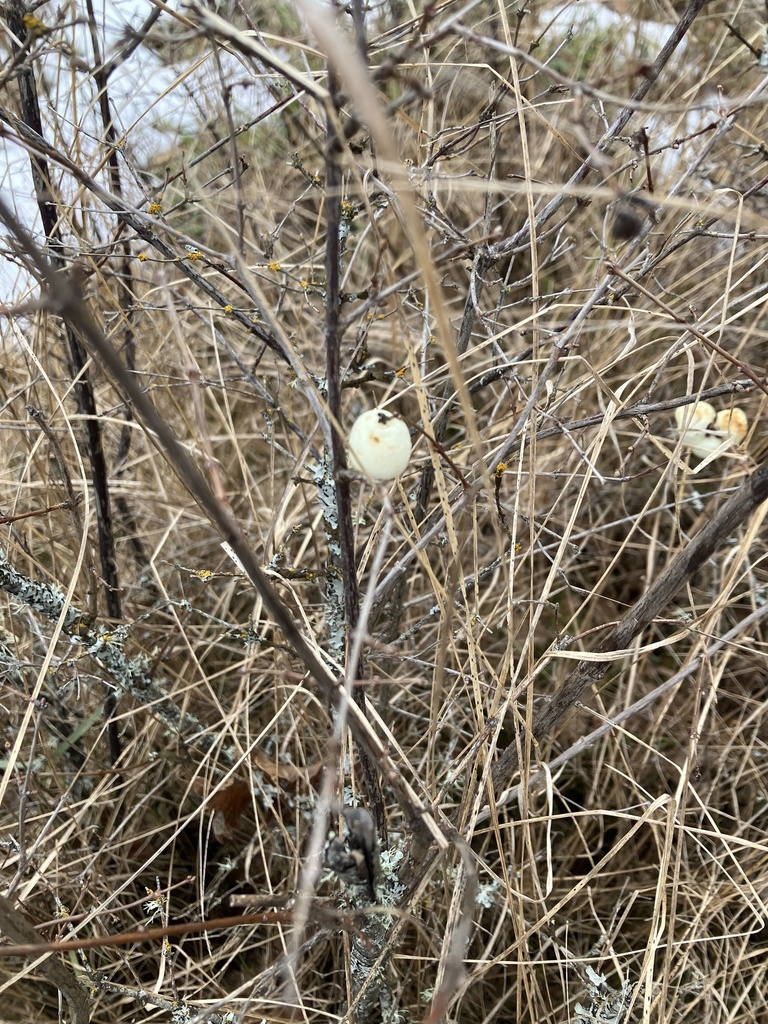 Common Snowberry from Nicholson St, Saanich, BC, CA on February 14 ...