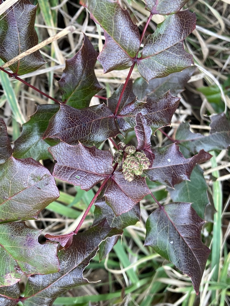 Oregon grape from Nicholson St, Saanich, BC, CA on February 14, 2025 at ...