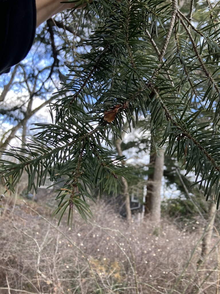 common Douglas-fir from Nicholson St, Saanich, BC, CA on February 14 ...