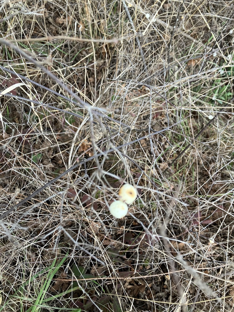 Common Snowberry from Nicholson St, Saanich, BC, CA on February 14 ...