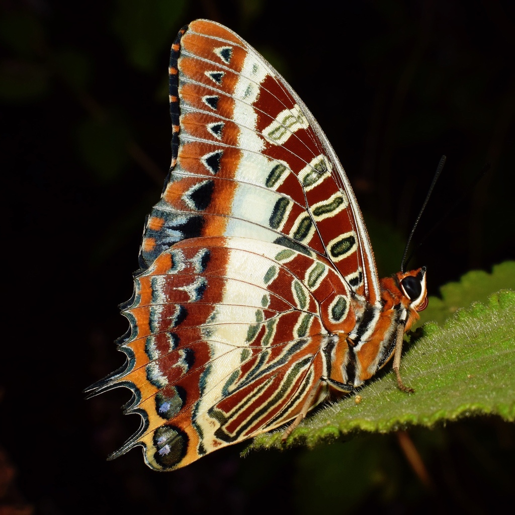 White-barred Emperor (Moths and Butterflies of the Mfolozi River ...