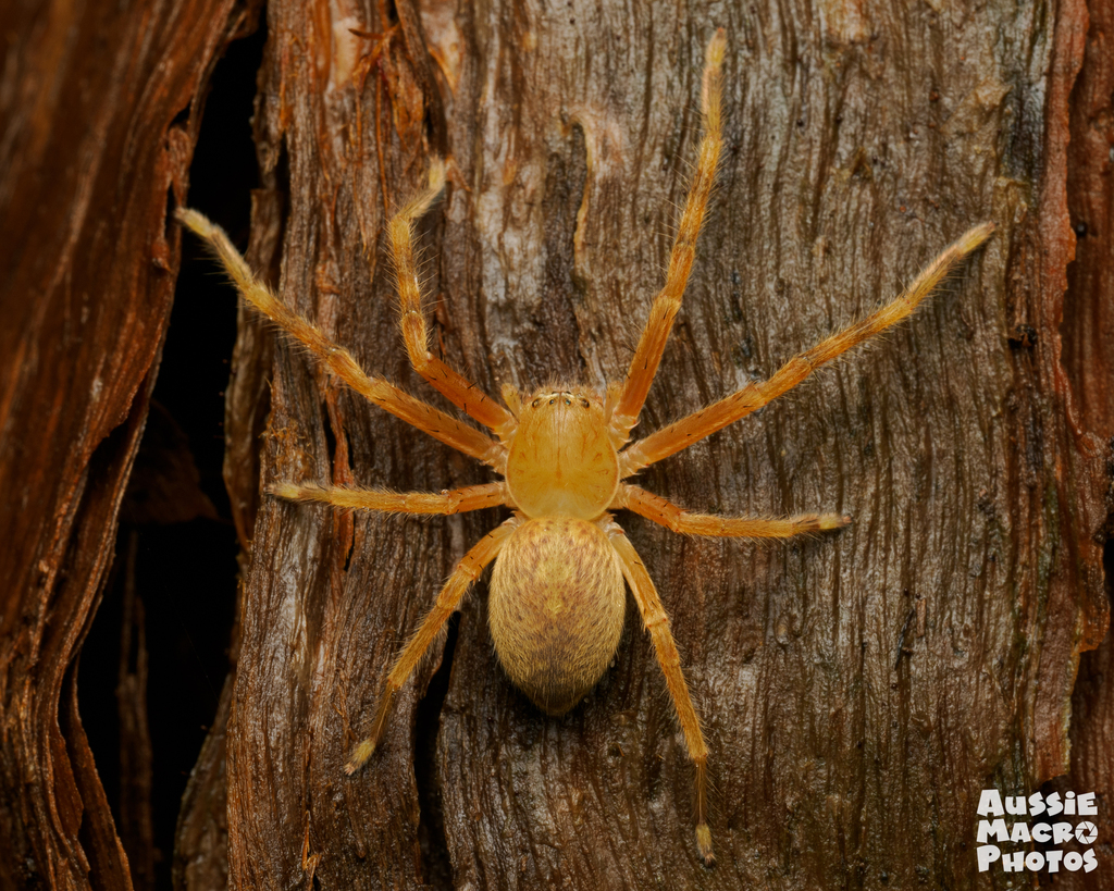 Northern Badge Huntsman from Buggin in Cairns Botanic Gardens, QLD ...
