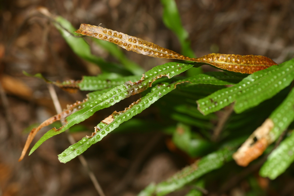 Drynaria rigidula from Utopia 2, Boompa QLD 4621, Australia on May 4 ...