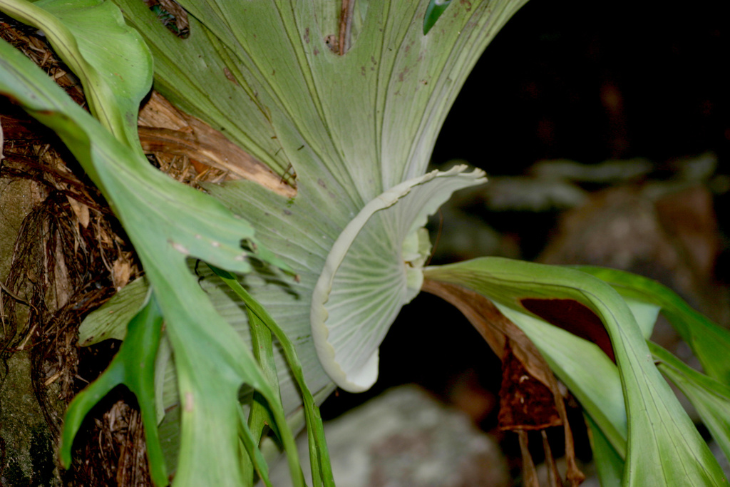 Stag Horn Fern from Utopia 2, Boompa QLD 4621, Australia on May 04 ...