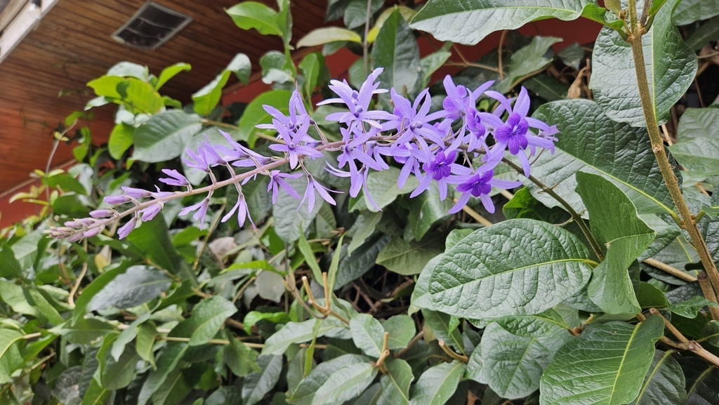 Queen's Wreath from Manolos, Provincia de Alajuela, Alajuela, Costa ...