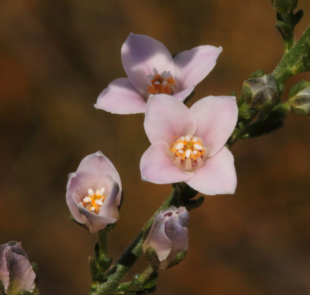 Cyanothamnus coerulescens spicatus from Koomberkine WA 6461, Australia ...