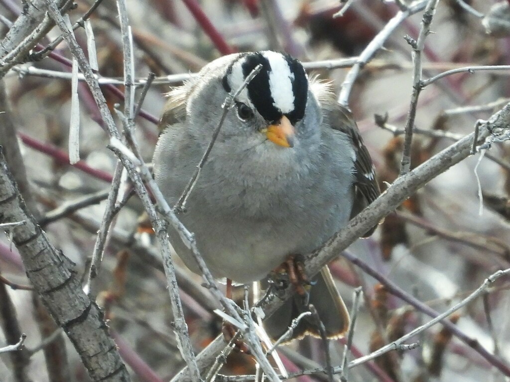 White-crowned Sparrow from Yakima County, WA, USA on February 14, 2025 ...