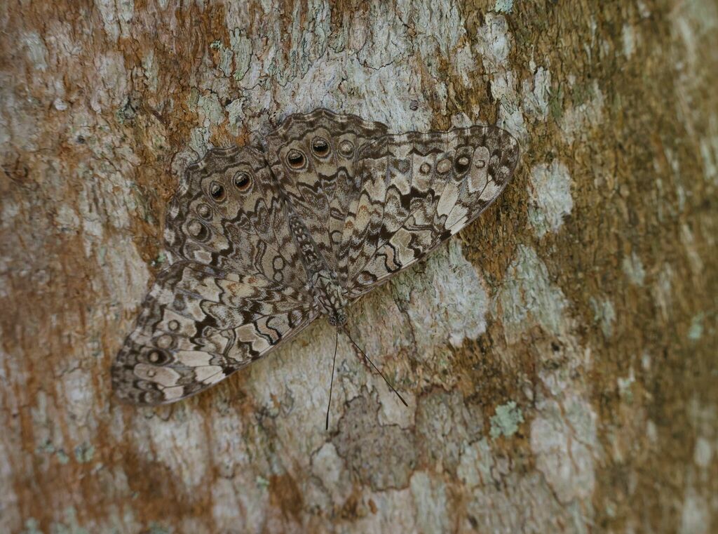 Hamadryas februa ferentina from Palenque, Chis., Mexico on February 14 ...