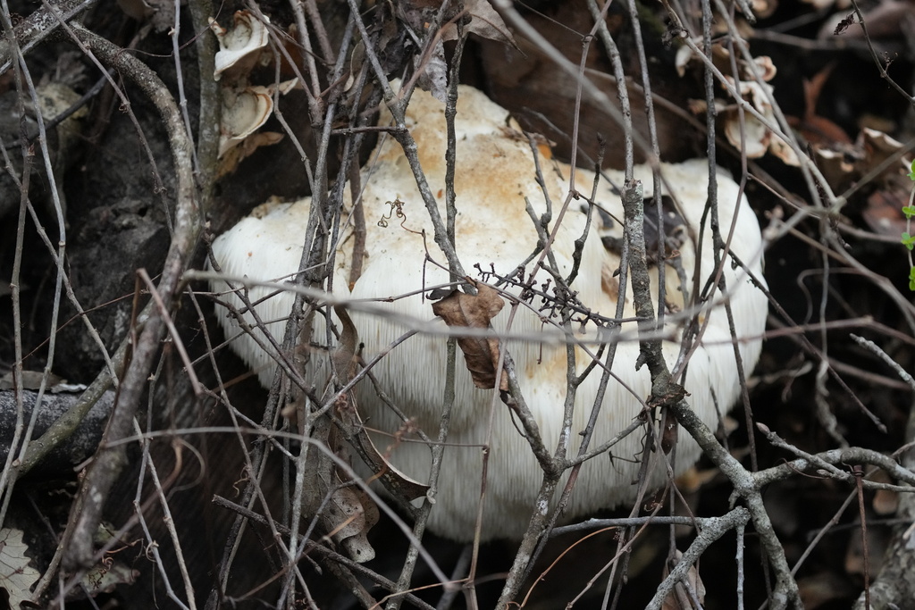 lion's-mane mushroom from South Baton Rouge, Baton Rouge, LA, USA on ...