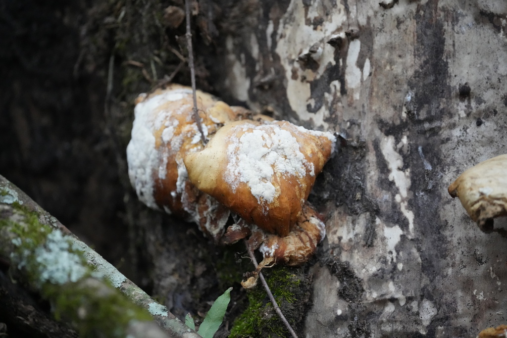 Trichoderma from South Baton Rouge, Baton Rouge, LA, USA on February 14 ...