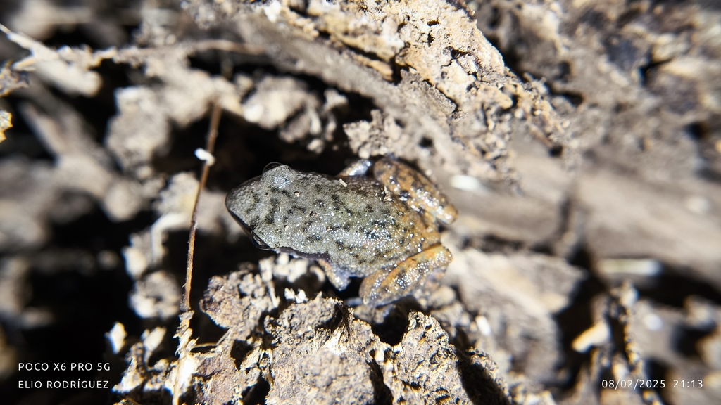 Rio Grande Chirping Frog from 67606 N.L., México on February 8, 2025 at ...