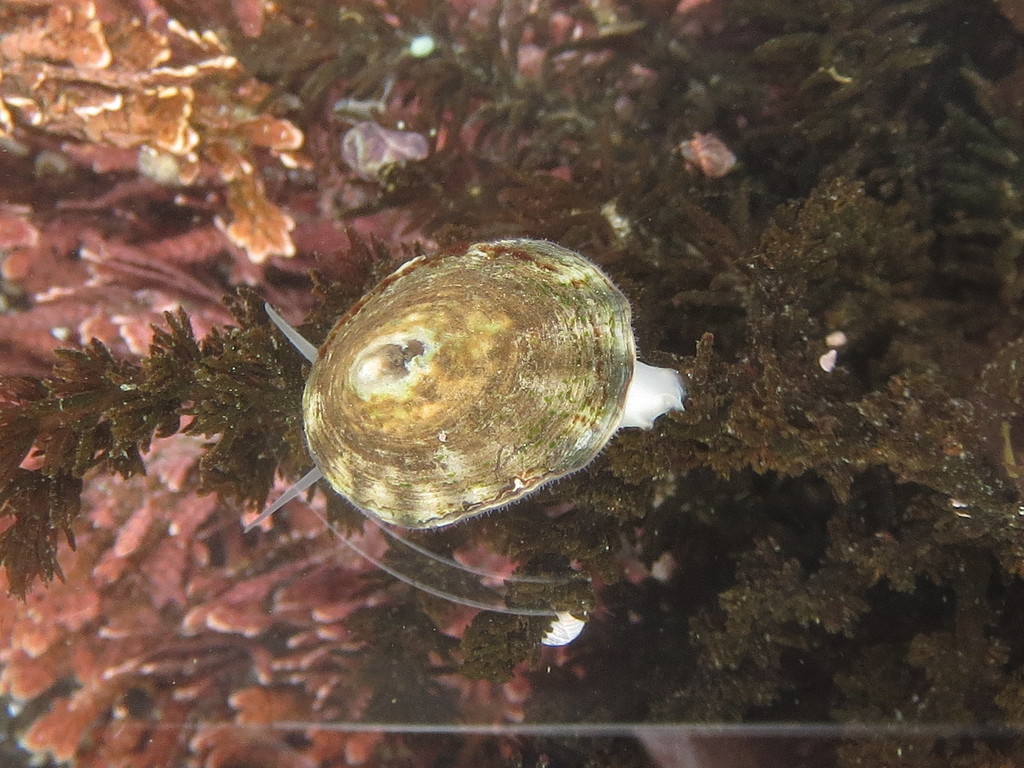 Shield Limpet from Agate Beach, Newport, OR, USA on May 21, 2015 at 10: ...