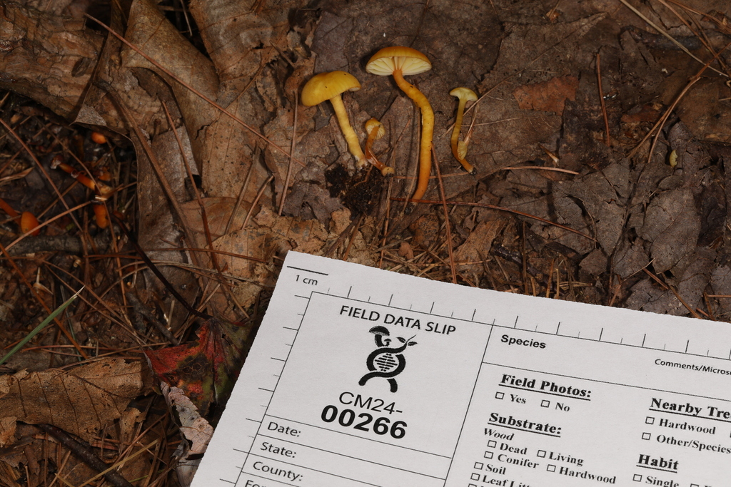 Hygrocybe sp. 'parvula-PNW01' from Little Pine State Park, 4205 Little ...