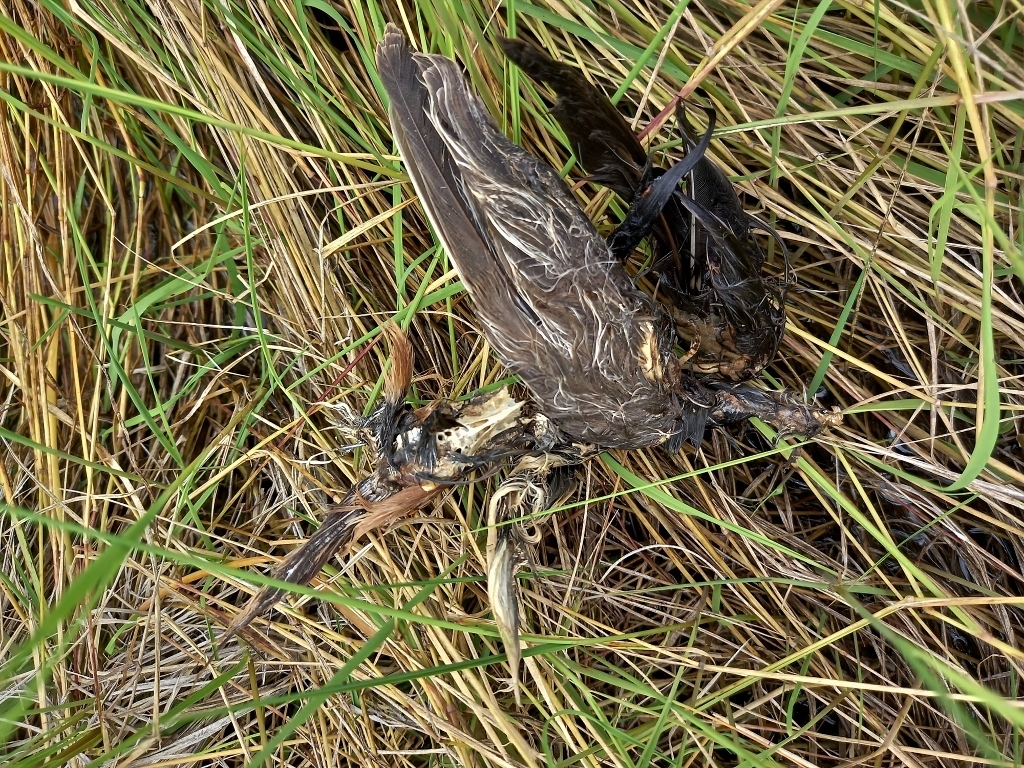 Striped Crake from Monavale Vlei, Harare, Zimbabwe on February 10, 2025 ...
