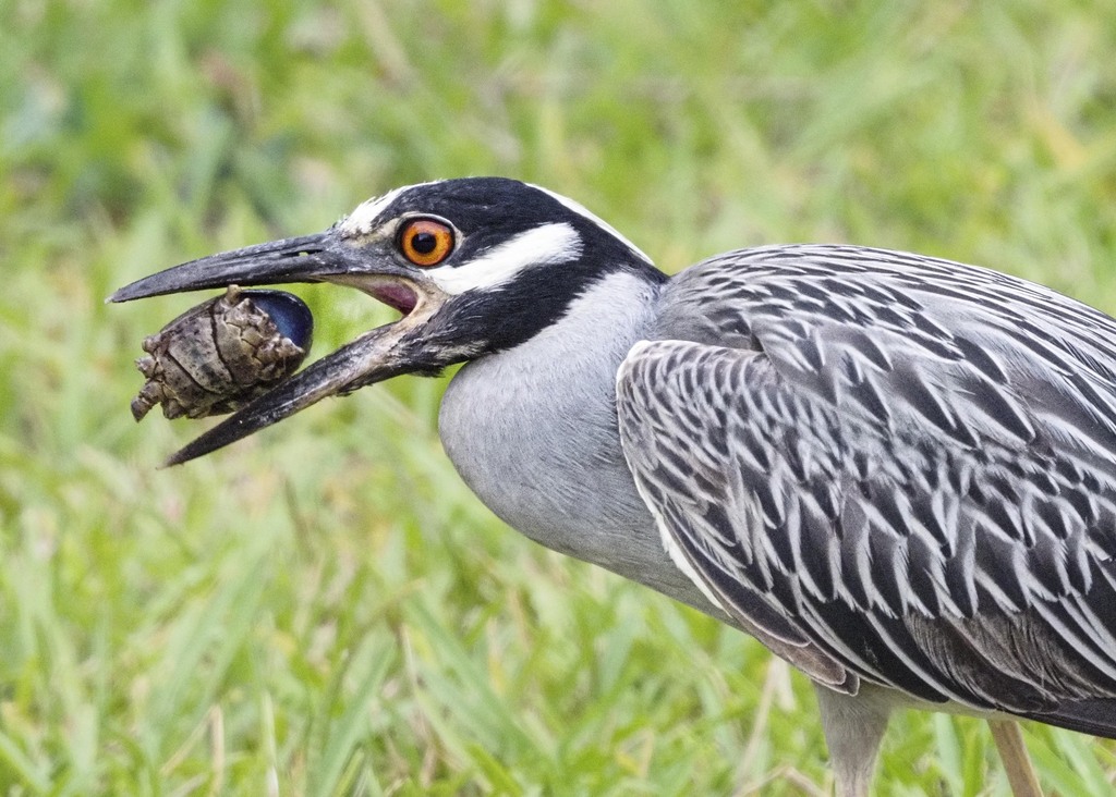 Yellow-crowned Night Heron from Miami-Dade County, FL, USA on June 26 ...