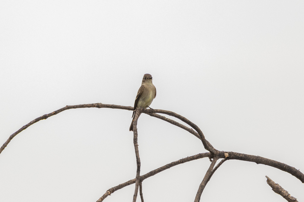 Western Wood-Pewee from Bosque de Chapultepec II Secc, 11100 Ciudad de ...