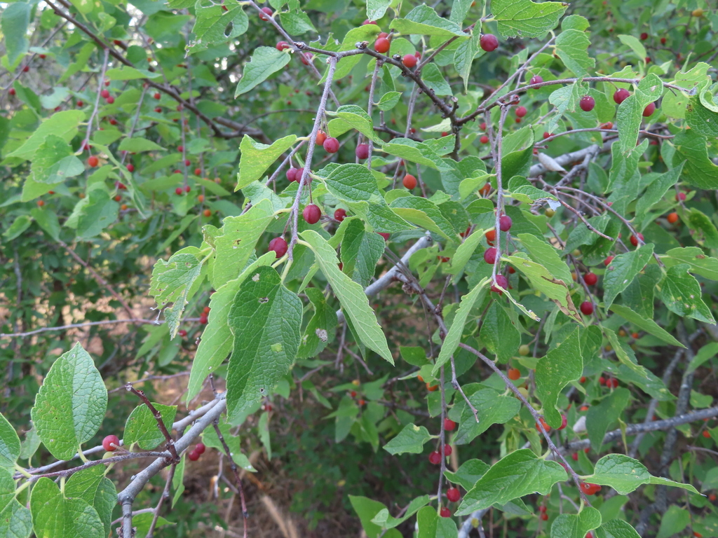 netleaf hackberry (Celtis reticulata) - Botanical Realm
