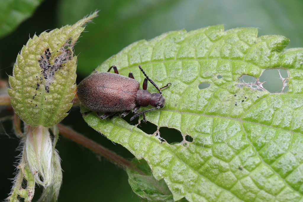 Cerogria klapperichi from 中国浙江省杭州市西湖区 on September 24, 2020 at 01:28 PM ...