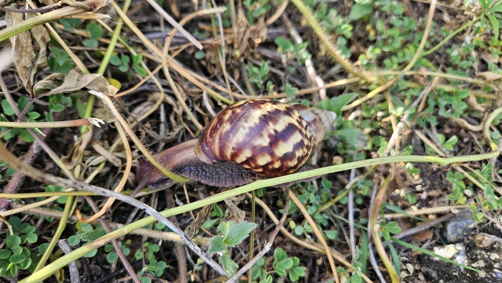 African Giant Snail from St. Joseph Secondary School, Trinidad and ...