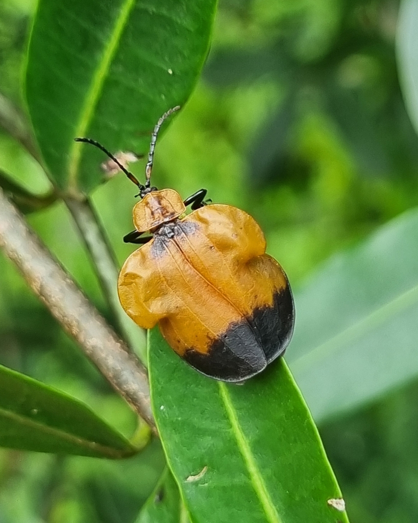 Lycus humerosus from Mbombela, South Africa on February 14, 2025 at 03: ...