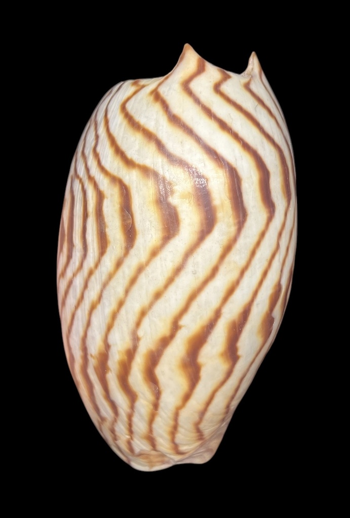 Melon Shell from South Pacific Ocean, Coral Sea Islands Territory, AU ...