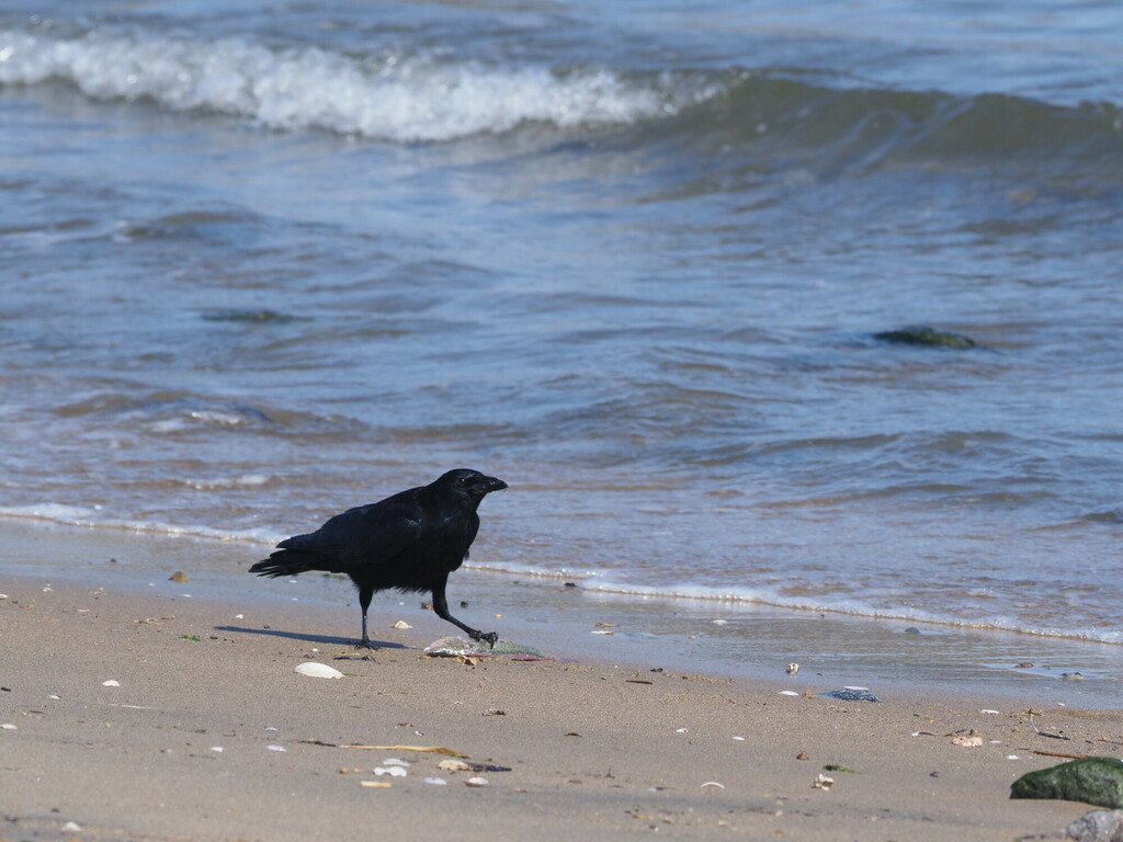 Carrion Crow in February 2025 by satomawari · iNaturalist