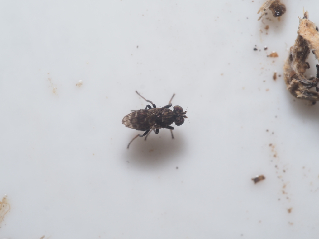 Limnellia fallax from Bangor LL57, UK on February 14, 2025 at 10:13 PM ...