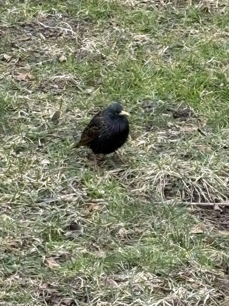 European Common Starling from National Museum of Natural History ...