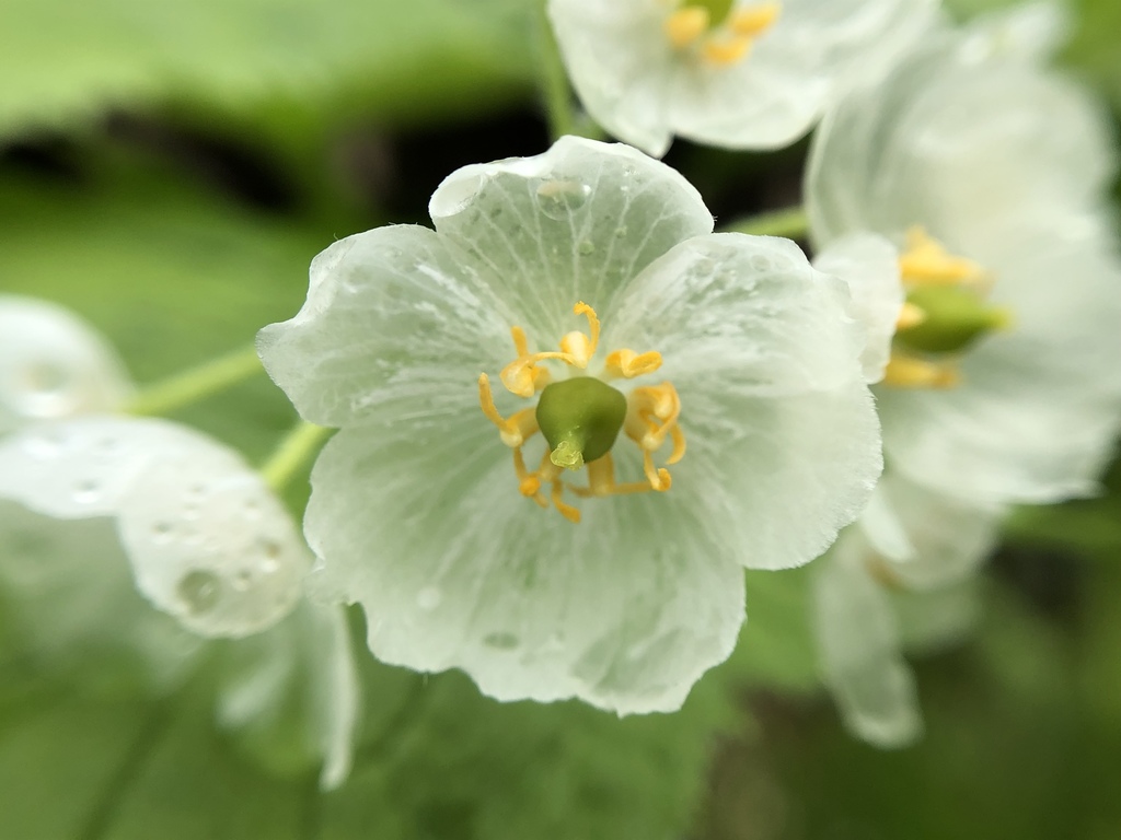Skeleton flower (Diphylleia grayi) - Botanical Realm