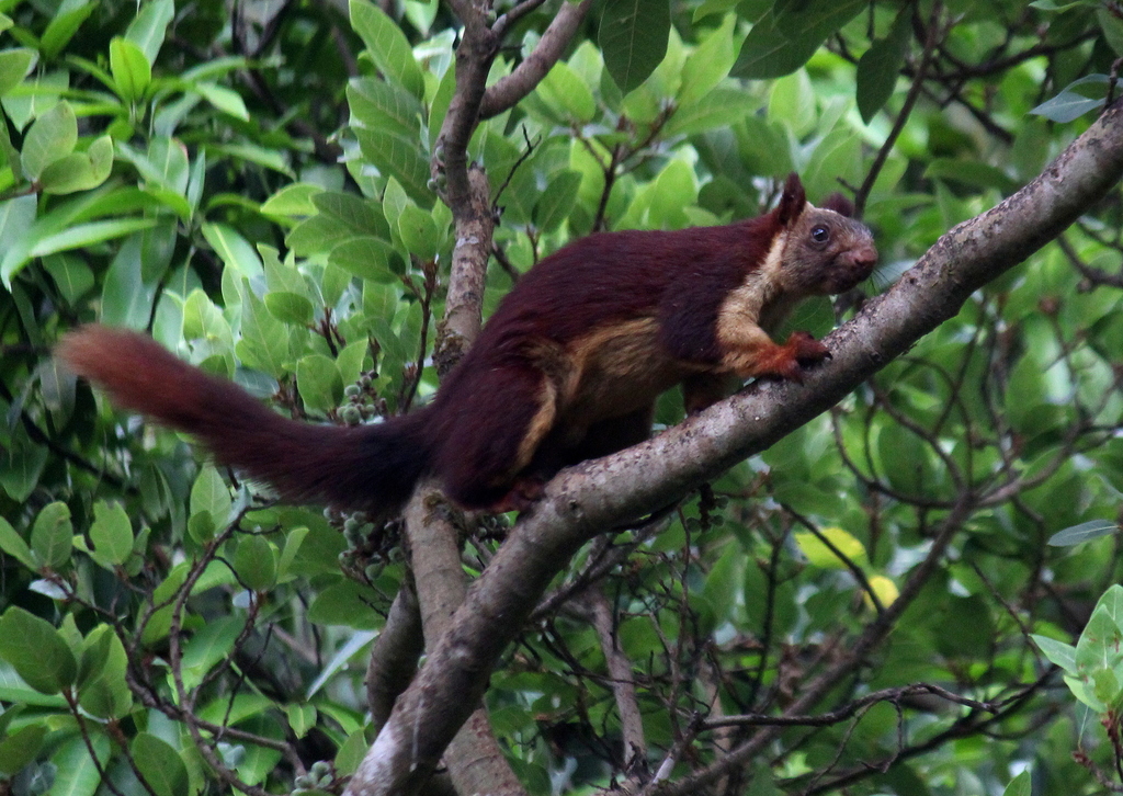 Indian Giant Squirrel (Ratufa indica) - Know Your Mammals