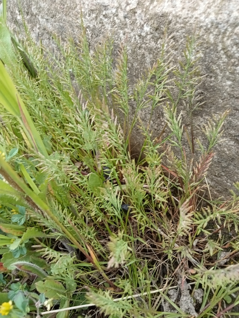 Fern-grass from York, UK on May 22, 2022 at 09:04 AM by guywallbanks ...