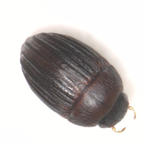 Sphaeridiinae from Yasuni National Park, Ecuador on October 01, 2018 by ...