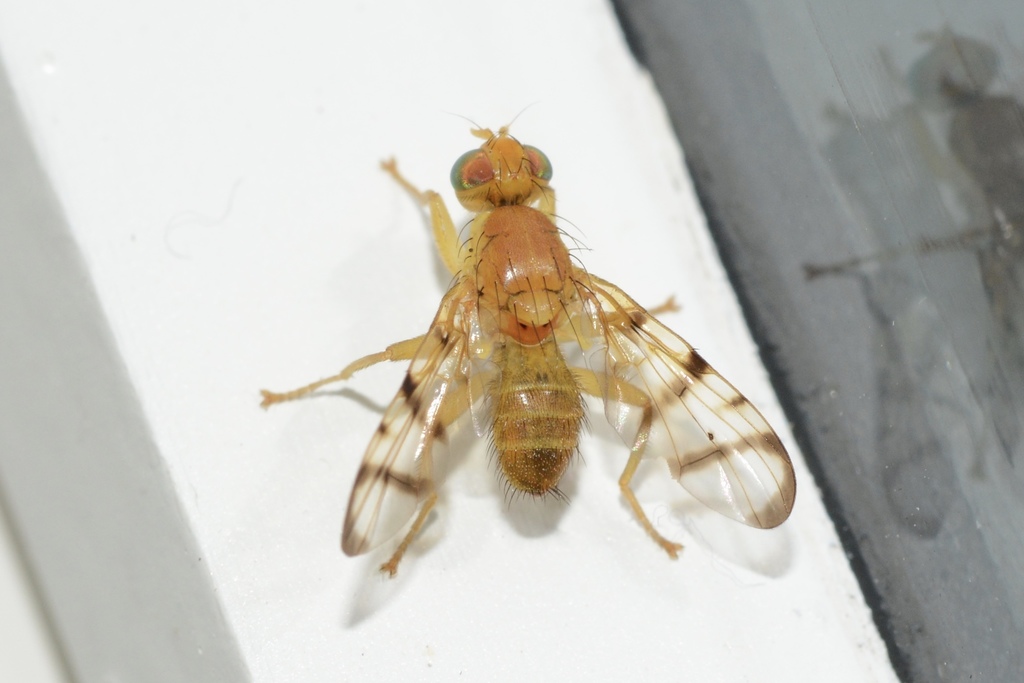 Rose Hip Fly in August 2019 by Bridget Spencer · iNaturalist