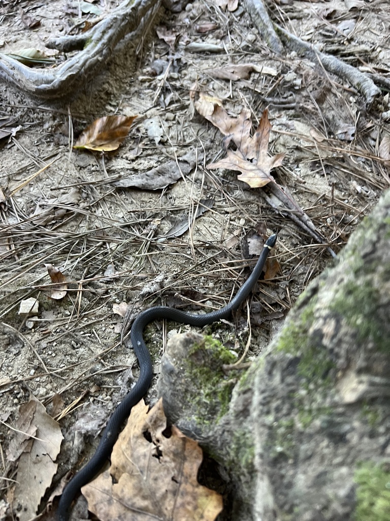 Ring-necked Snake from Raven Rock State Park, Lillington, NC, US on ...