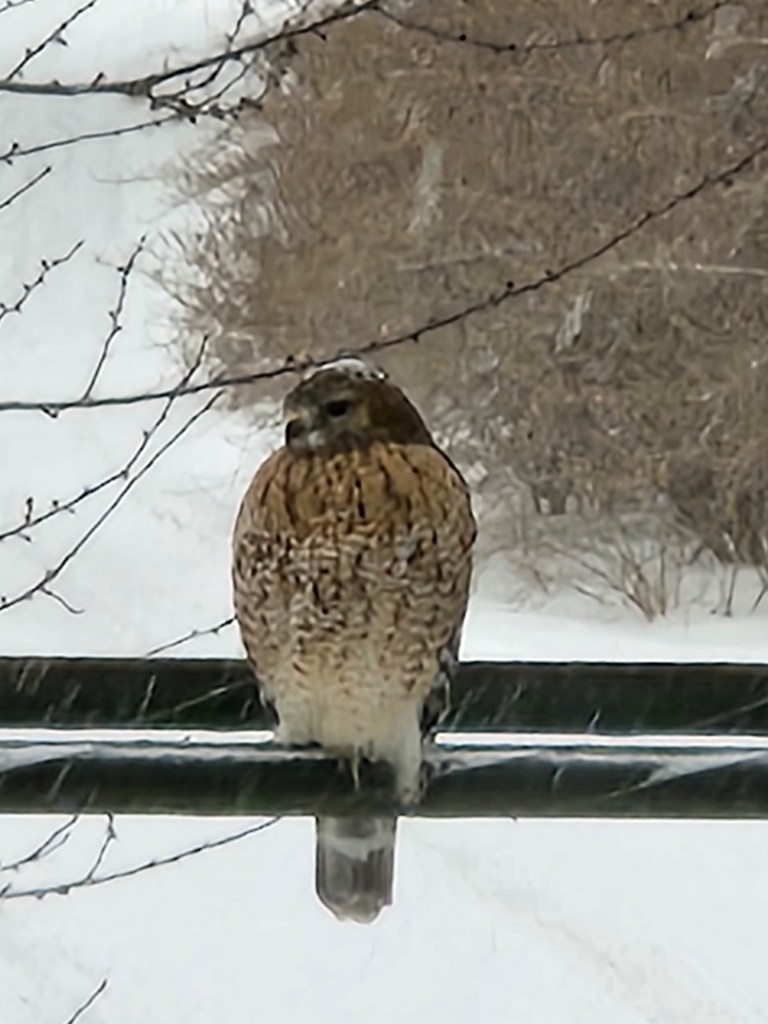 Red-shouldered Hawk from Mountainhome, PA, USA on February 15, 2025 at ...
