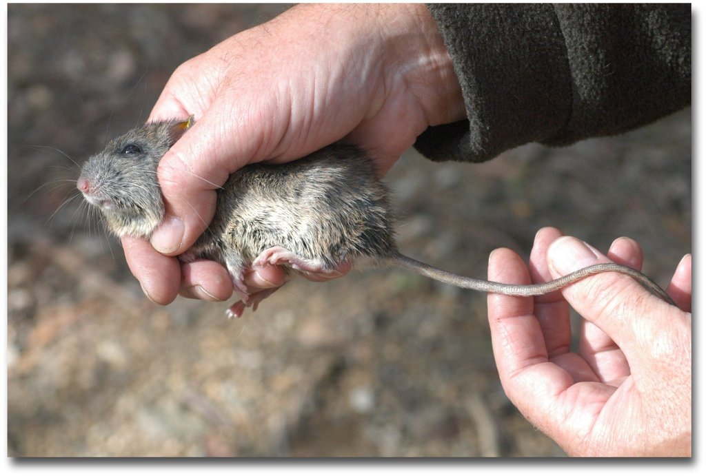 Hastings River Mouse (Pseudomys oralis) - Know Your Mammals
