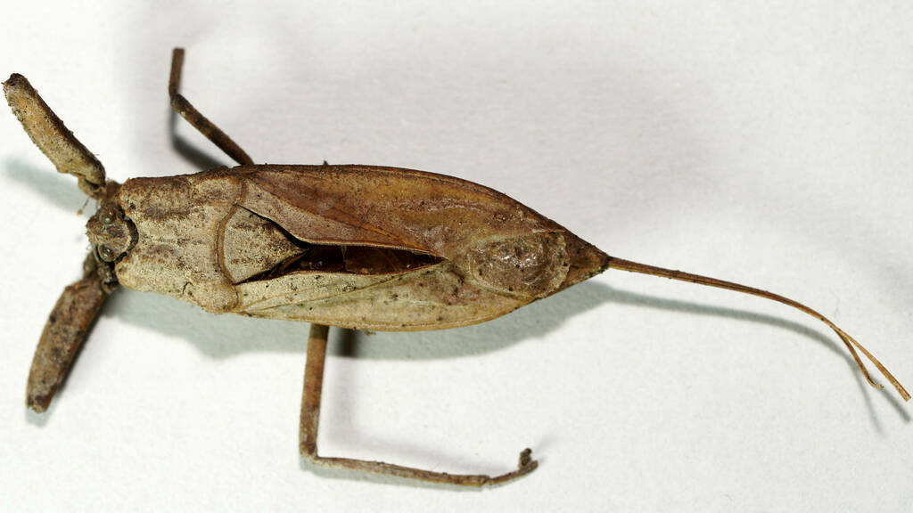 Laccotrephes tristis from Swan Reach SA 5354, Australia on February 15 ...