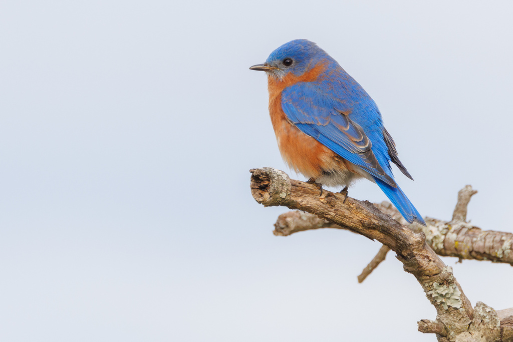 Eastern Bluebird from Cinder Rd, Nashville, TN, US on February 8, 2025 ...