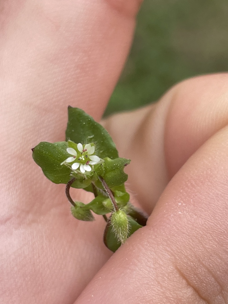 common chickweed from E Lafayette St, Tallahassee, FL, US on February ...