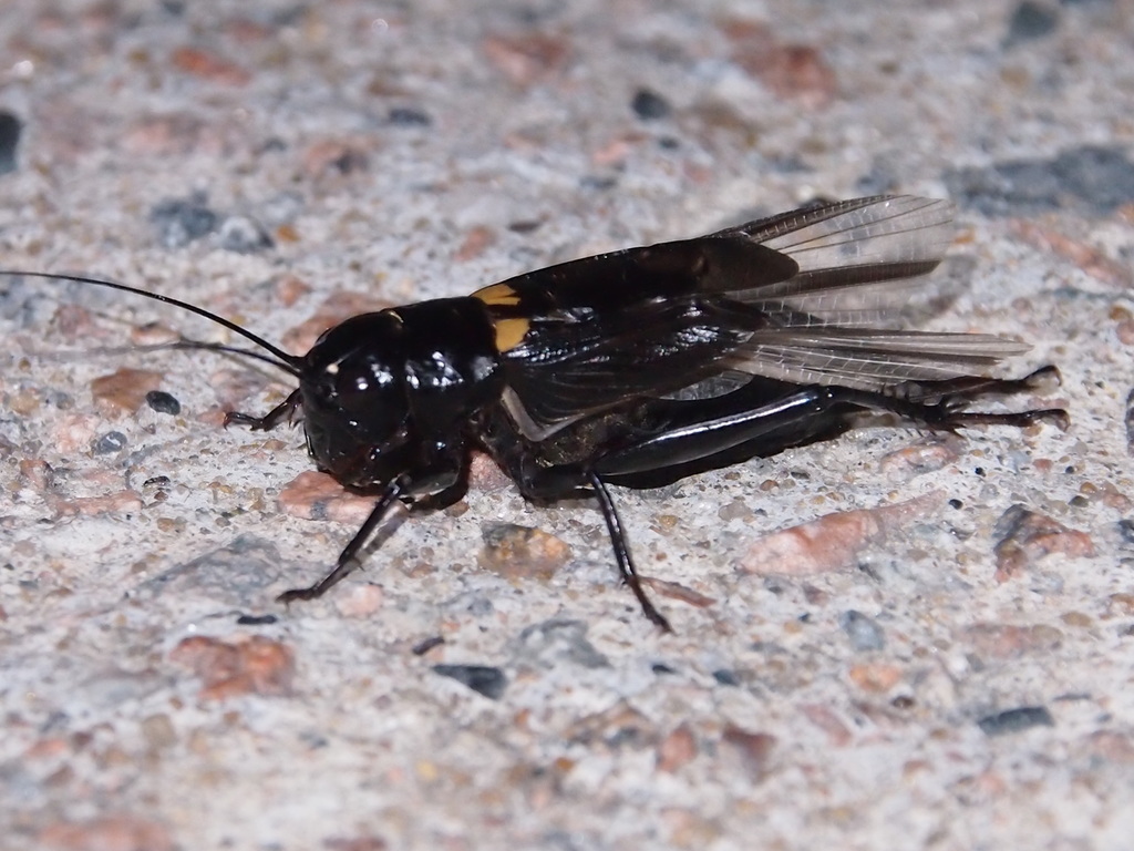 双斑蟋 Southern Field Cricket (版纳植物园的蛐蛐) · iNaturalist