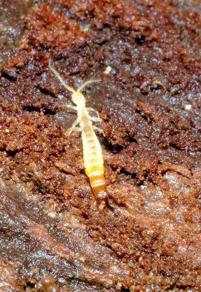 Japygidae from Rockdale County, GA, USA on February 15, 2025 at 03:34 ...