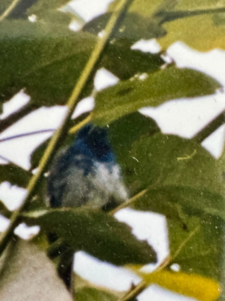 Lazuli × Indigo Bunting from North Vancouver, BC, CA on July 2, 1993 by ...