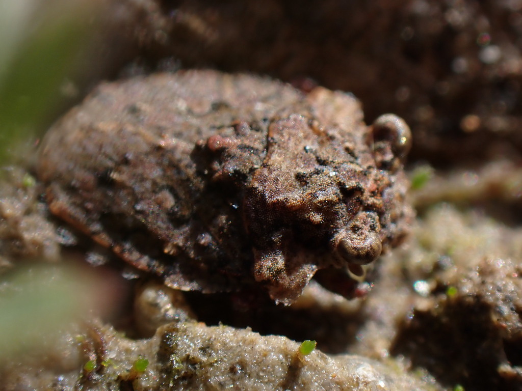 Big-eyed Toad Bug from 2850 San Lorenzo Way, Carmichael, CA 95608, USA ...