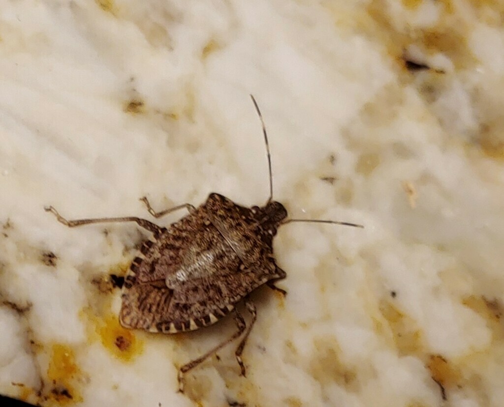 Brown Marmorated Stink Bug from Mountain Park, GA, USA on February 15 ...