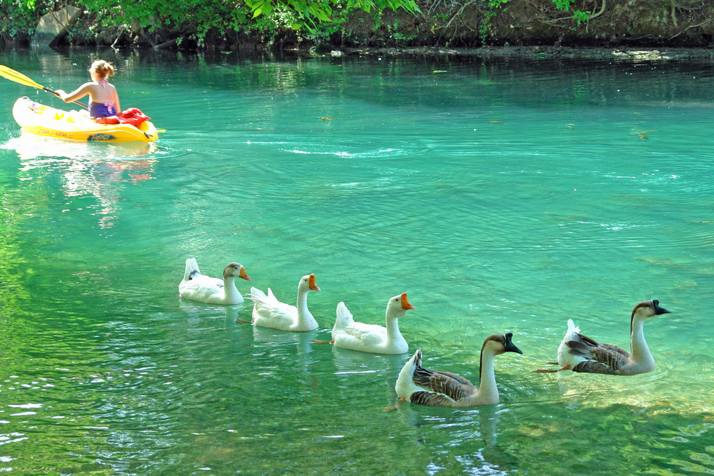 Domestic Swan Goose from Austin, TX, USA on July 4, 2008 at 10:02 AM by ...